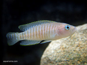Multies (Neolamprologus multifasciatus) - The Free Freshwater and ...