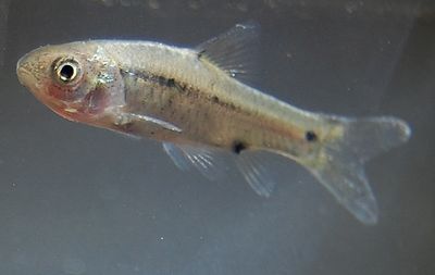 Spotted Barb (Barbodes binotatus) - The Free Freshwater and Saltwater ...