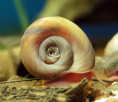 Ramshorn Snail (Gyraulus sp.) - The Free Freshwater and Saltwater ...