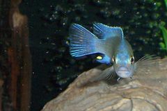 Powder Blue Cichlid (Pseudotropheus socolofi) - The Free Freshwater and ...