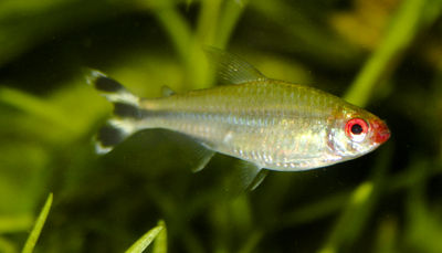 Ahl's Rummy Nose Tetra (Hemigrammus rhodostomus) - The Free Freshwater ...