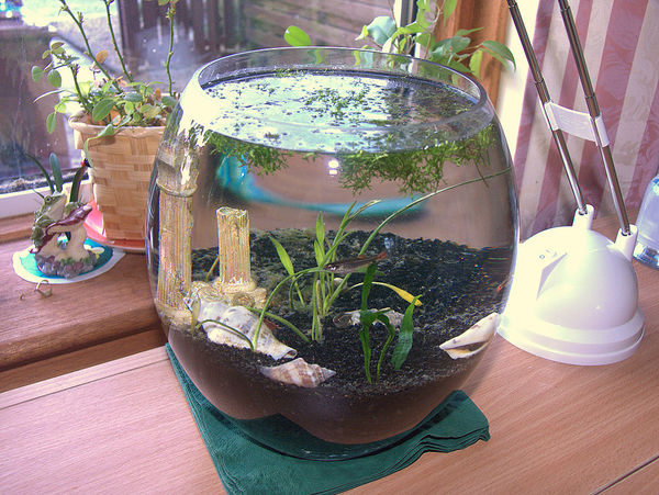 Walstad method - The Free Freshwater and Saltwater Aquarium ...