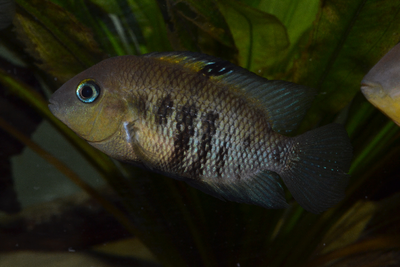 Blue-Eye Cichlid (Cryptoheros spilurus) - The Free Freshwater and ...