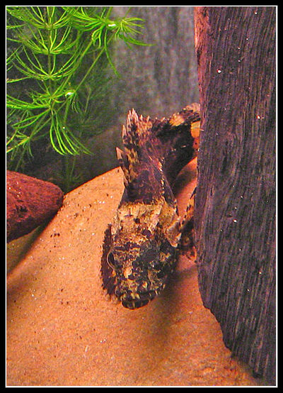 Bullrout (Notesthes robusta) - The Free Freshwater and Saltwater ...