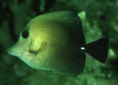 Scopas Tang (Zebrasoma scopas) - The Free Freshwater and Saltwater ...