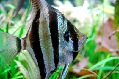Altum Angelfish (Pterophyllum altum) - The Free Freshwater and ...