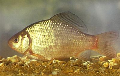 Crucian carp (Carassius carassius) - The Free Freshwater and Saltwater ...
