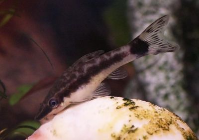 Dwarf Oto (Otocinclus macrospilus) - The Free Freshwater and Saltwater ...
