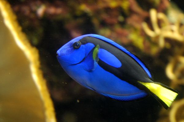 Blue Tang - The Free Freshwater and Saltwater Aquarium Encyclopedia ...