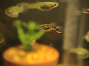 Endler's Livebearer (Poecilia wingei) - The Free Freshwater and ...