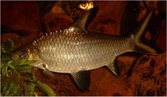 Bala Shark (Balantiocheilos melanopterus) - The Free Freshwater and ...