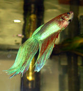 Betta splendens - variations - The Free Freshwater and Saltwater ...