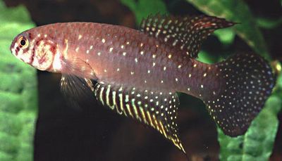 White's Pearl Fish (Nematolebias whitei) - The Free Freshwater and ...