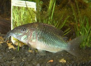 Sailfin Brochis (Corydoras splendens) - The Free Freshwater and ...