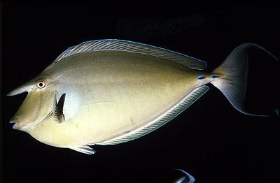 Unicorn Surgeonfish (Naso unicornis) - The Free Freshwater and ...