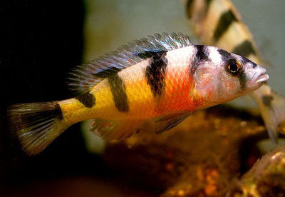 Zebra Obliquidens (Haplochromis latifasciatus) - The Free Freshwater ...