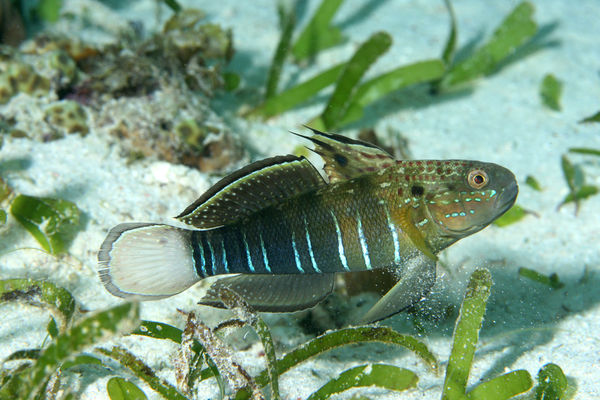Bullet Goby - The Free Freshwater and Saltwater Aquarium Encyclopedia ...