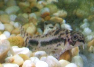 Venezuelan Pygmy Cory (Corydoras habrosus) - The Free Freshwater and ...