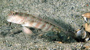 Pink Spotted Watchman Goby (Cryptocentrus leptocephalus) - The Free ...