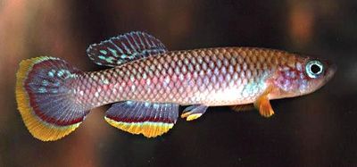 Cinnamon Killifish (Aphyosemion cinnamomeum) - The Free Freshwater and ...