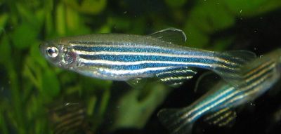 Zebra Danio (Brachydanio rerio) - The Free Freshwater and Saltwater ...