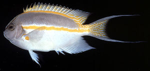 Bellus Angelfish (Genicanthus bellus) - The Free Freshwater and ...