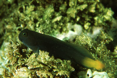 Black Combtooth Blenny (Ecsenius namiyei) - The Free Freshwater and ...
