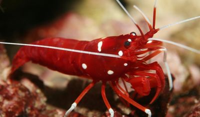 Blood Shrimp (Lysmata debelius) - The Free Freshwater and Saltwater ...