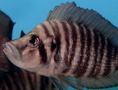 Compressed Cichlid (Altolamprologus compressiceps) - The Free ...