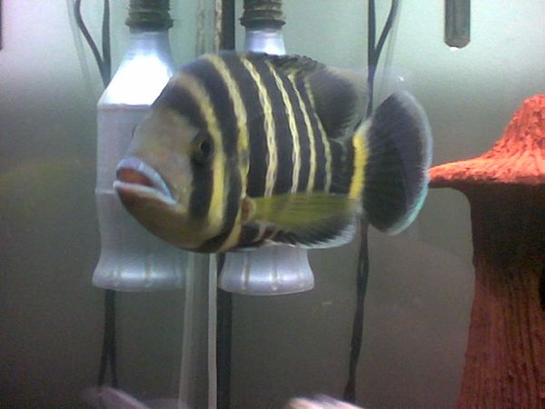 Tiger Tilapia - The Free Freshwater and Saltwater Aquarium Encyclopedia ...