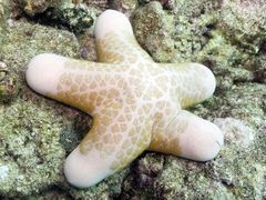 Granulated Seastar (Choriaster granulatus) - The Free Freshwater and ...