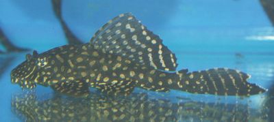 Gold Spot Pleco (Pterygoplichthys joselimaianus) - The Free Freshwater ...