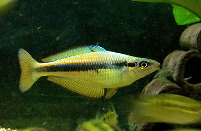 Van Heurn's Rainbowfish (Melanotaenia vanheurni) - The Free Freshwater ...