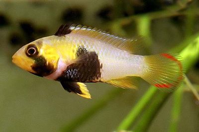 Panda Apisto (Apistogramma panduro) - The Free Freshwater and Saltwater ...
