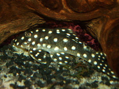 Snowball Pleco (Baryancistrus sp "L142") - The Free Freshwater and ...