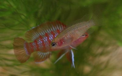 Scarlet Badis (Dario dario) - The Free Freshwater and Saltwater ...