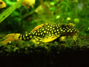 Sunshine Pleco (Scobinancistrus aureatus) - The Free Freshwater and ...