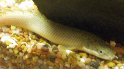 Gray Bichir (Polypterus senegalus) - The Free Freshwater and Saltwater ...