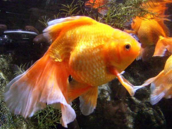 Nemo - The Free Freshwater and Saltwater Aquarium Encyclopedia Anyone ...