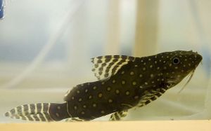 Angelicus (Synodontis angelicus) - The Free Freshwater and Saltwater ...