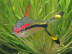 Red Line Torpedo Barb (Sahyadria denisonii) - The Free Freshwater and ...