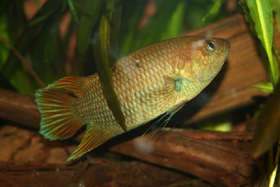Combtail (Belontia signata) - The Free Freshwater and Saltwater ...