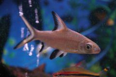 Bala Shark (Balantiocheilos melanopterus) - The Free Freshwater and ...