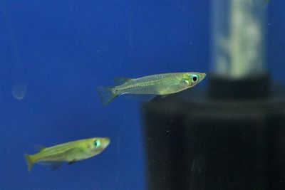 Sinensis Ricefish (Oryzias sinensis) - The Free Freshwater and ...