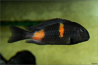 Bulu Point Tropheus (Tropheus sp. black "Bulu point ") - The Free ...