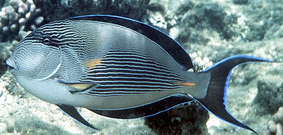 Sohal Tang (Acanthurus sohal) - The Free Freshwater and Saltwater ...