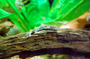 Oto (Otocinclus mariae) - The Free Freshwater and Saltwater Aquarium ...