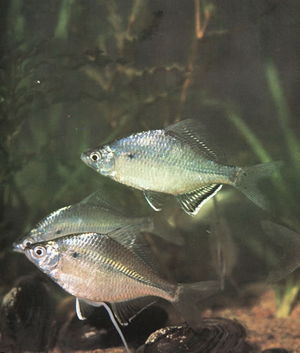 Giant Chinese Bitterling (Acheilognathus macropterus) - The Free ...