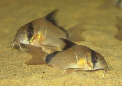 Bandit Cory (Corydoras metae) - The Free Freshwater and Saltwater ...