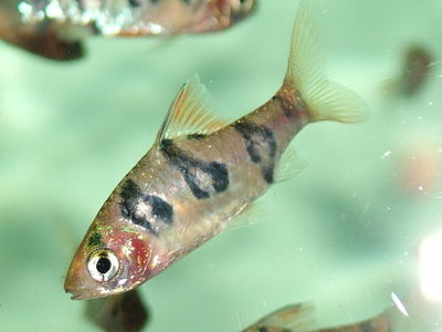 Rhombo Barb (Desmopuntius rhomboocellatus) - The Free Freshwater and ...